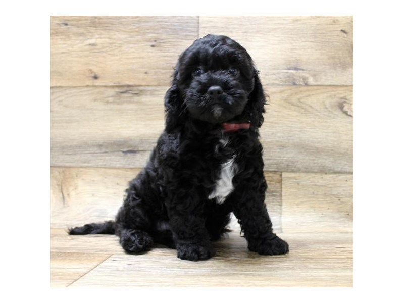 Cavapoo Puppy Black ID:25 Located at Petland Eastgate, Ohio