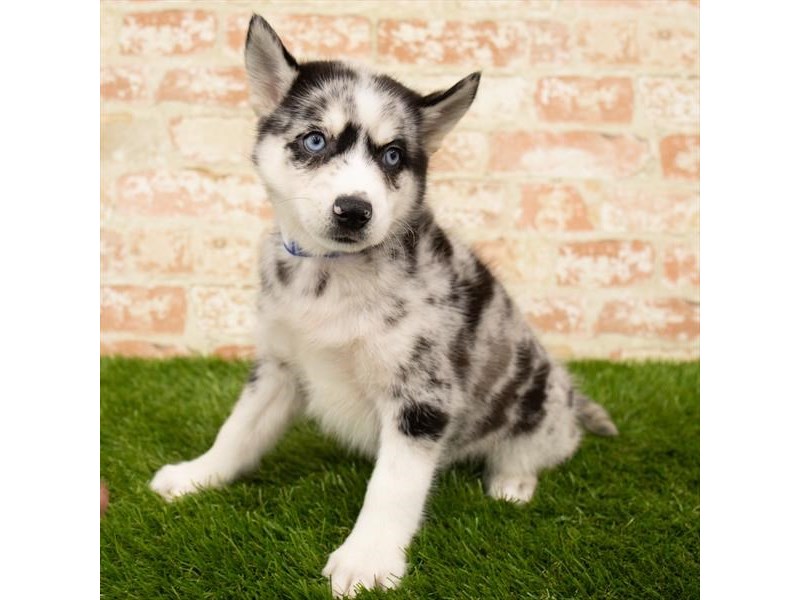 Pomsky Puppy Blue Merle ID:79 Located at Petland Eastgate, Ohio