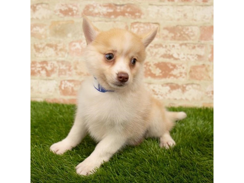 Pomsky Puppy Red ID:108 Located at Petland Eastgate, Ohio
