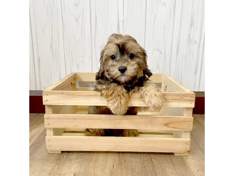 Cavapoo Puppy Red Sable ID:646 Located at Petland Eastgate, Ohio
