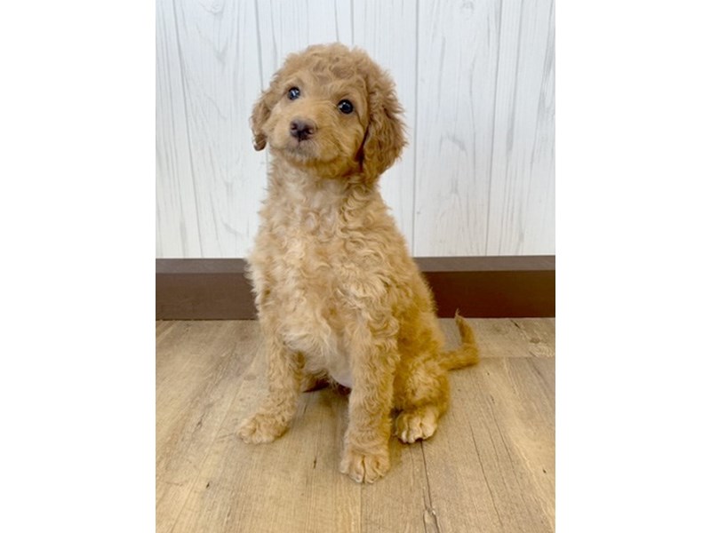 Miniature Goldendoodle - Breed Info - Petland Eastgate, Ohio