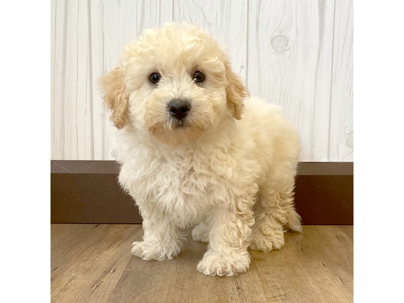 Bichon Poo Puppy ID:802 Located at Petland Eastgate, Ohio