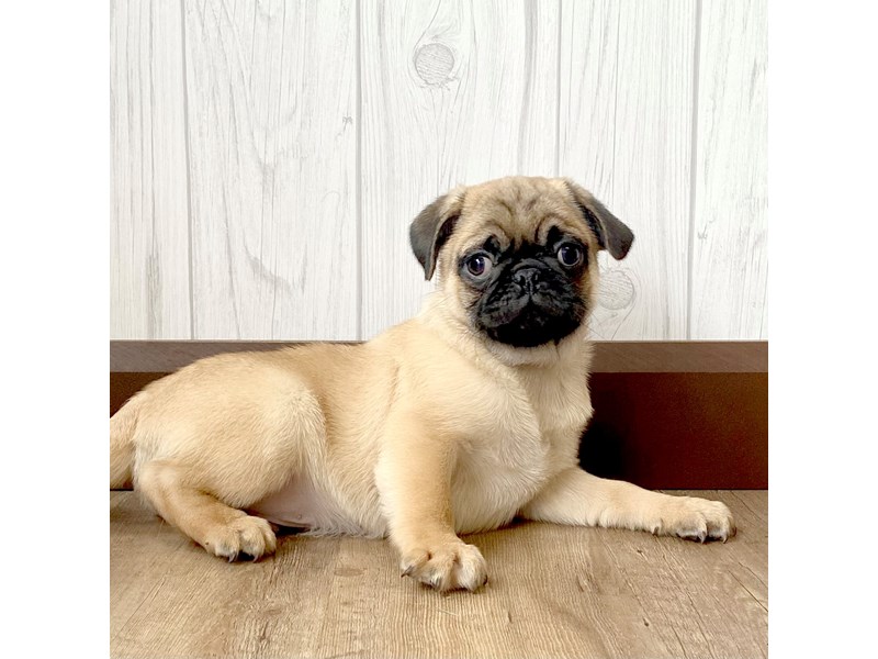 Pug Puppy Apricot Fawn ID:939 Located at Petland Eastgate, Ohio