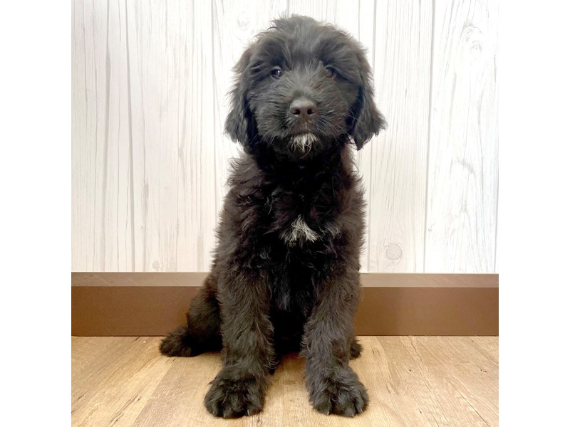 Black Mini Goldendoodle