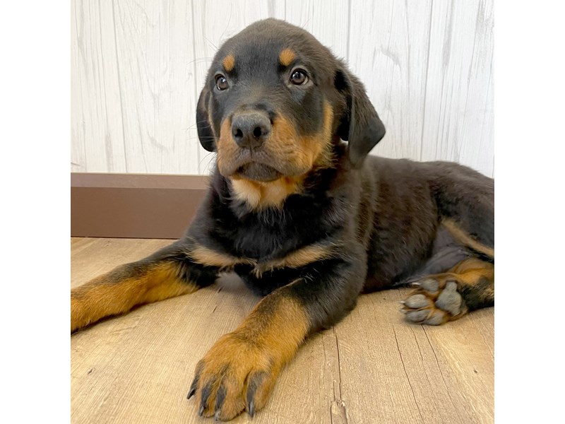 Rottweiler Puppy Black / Rust ID:1106 Located at Petland Eastgate, Ohio