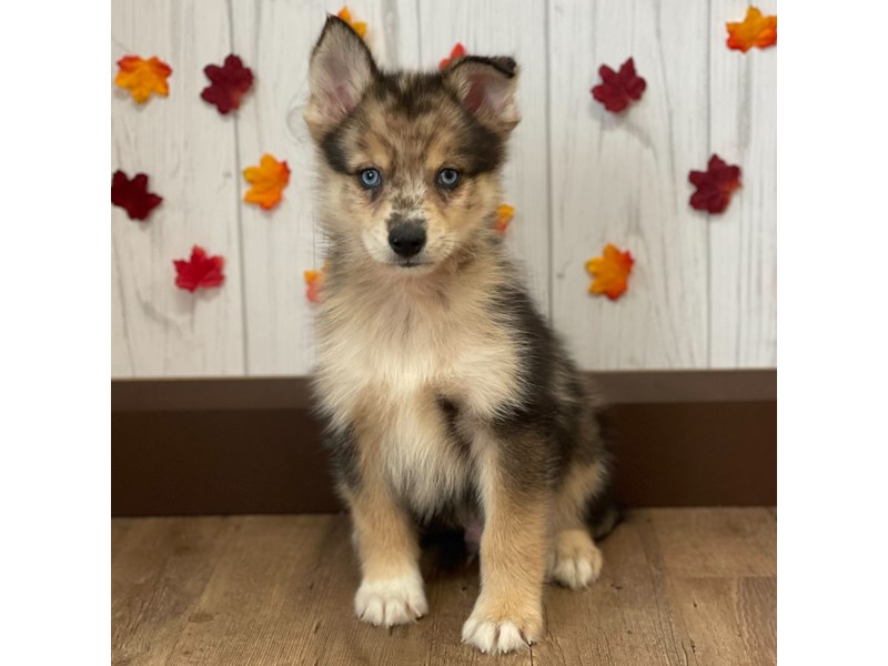 Pomsky Puppy Red Merle ID:1194 Located at Petland Eastgate, Ohio