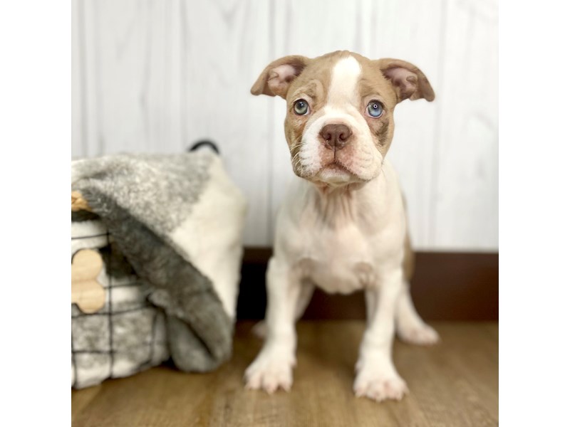 Boston Terrier Puppy Red Merle ID:1314 Located at Petland Eastgate, Ohio