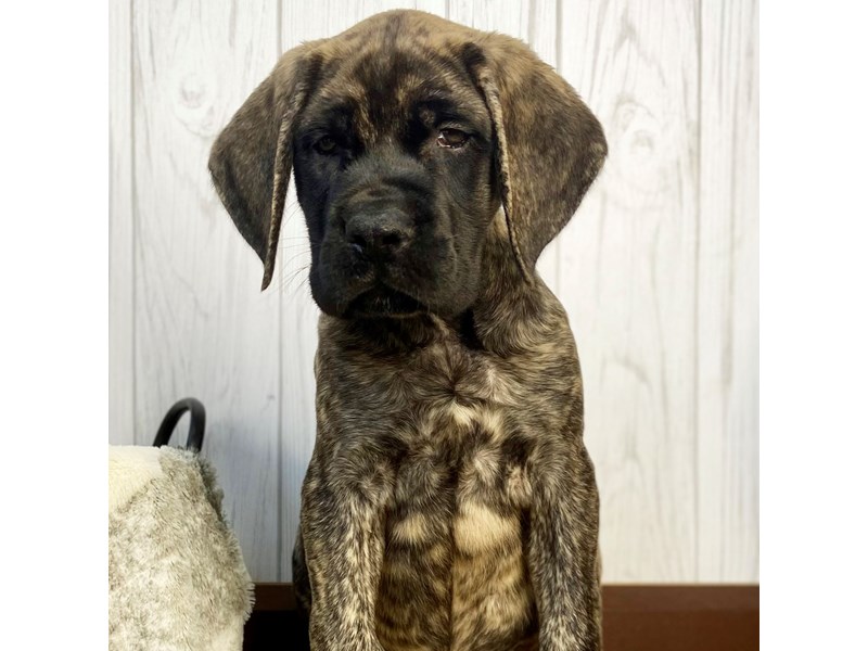Mastiff Puppies - Breed Info - Petland Eastgate, Ohio