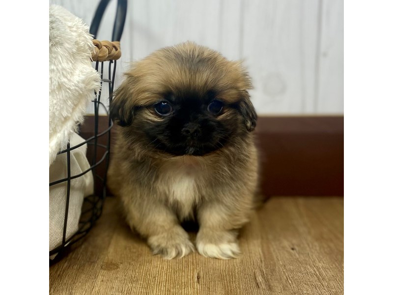 Pekingese Puppy Gold ID:1445 Located at Petland Eastgate, Ohio