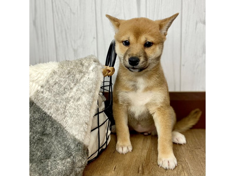 Shiba Inu Puppy RED ID:1478 Located at Petland Eastgate, Ohio