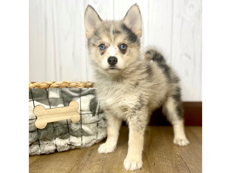 Pomsky Puppy Blue Merle / Tan ID:1505 Located at Petland Eastgate, Ohio