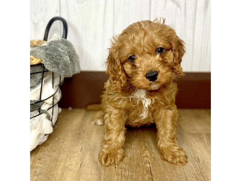 Cavapoo Puppy Red ID:1539 Located at Petland Eastgate, Ohio