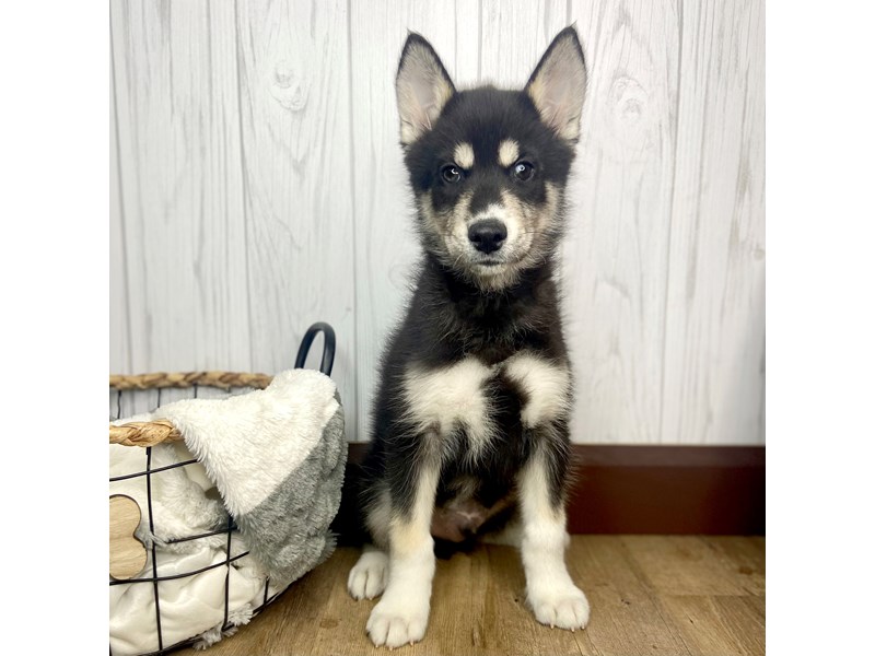 Siberian Husky Puppy ID:1576 Located at Petland Eastgate, Ohio