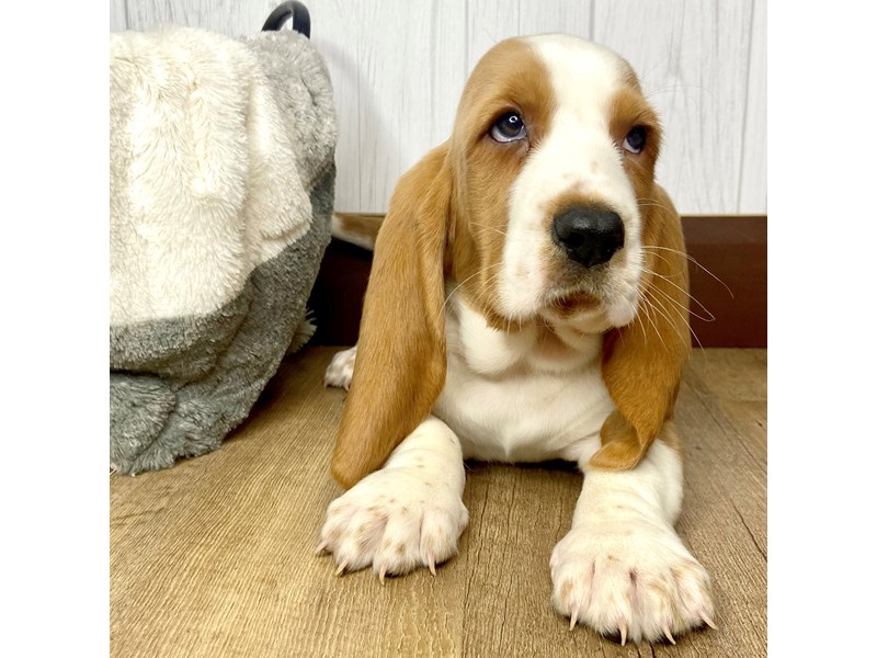 Basset Hound Puppy Lemon / White ID:968 Located at Petland Eastgate, Ohio