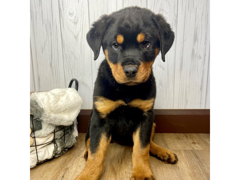 Rottweiler Puppy Black / Rust ID:1662 Located at Petland Eastgate, Ohio