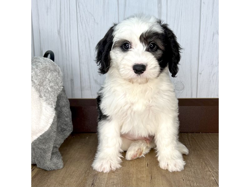 Miniature Sheepadoodle - Breed Info - Petland Eastgate, Ohio