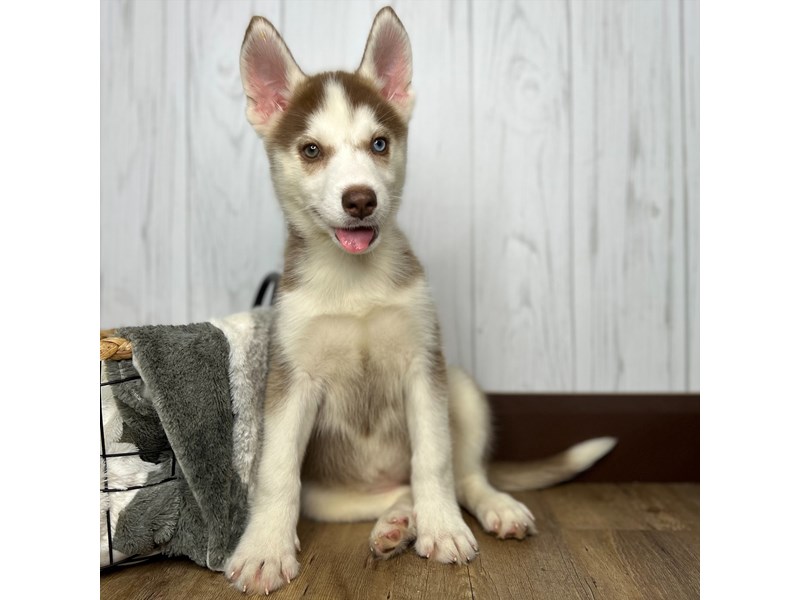 Siberian Husky Puppy Red / White ID:1850 Located at Petland Eastgate, Ohio