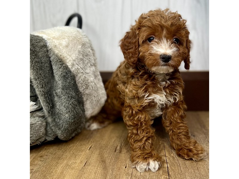 Cavapoo Puppy Red ID:1861 Located at Petland Eastgate, Ohio