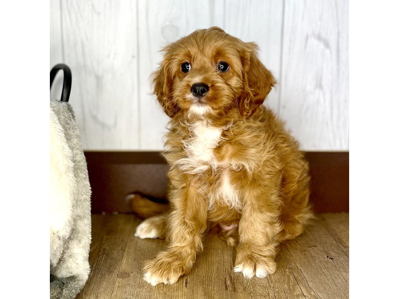 Cavapoo Puppy Red ID:1883 Located at Petland Eastgate, Ohio