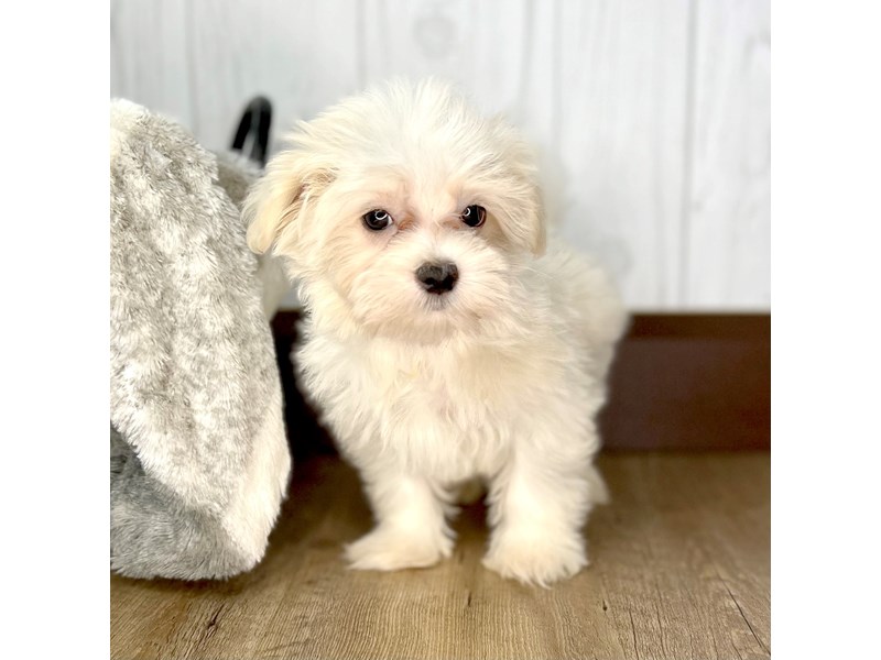 Maltese Puppy White ID:1901 Located at Petland Eastgate, Ohio
