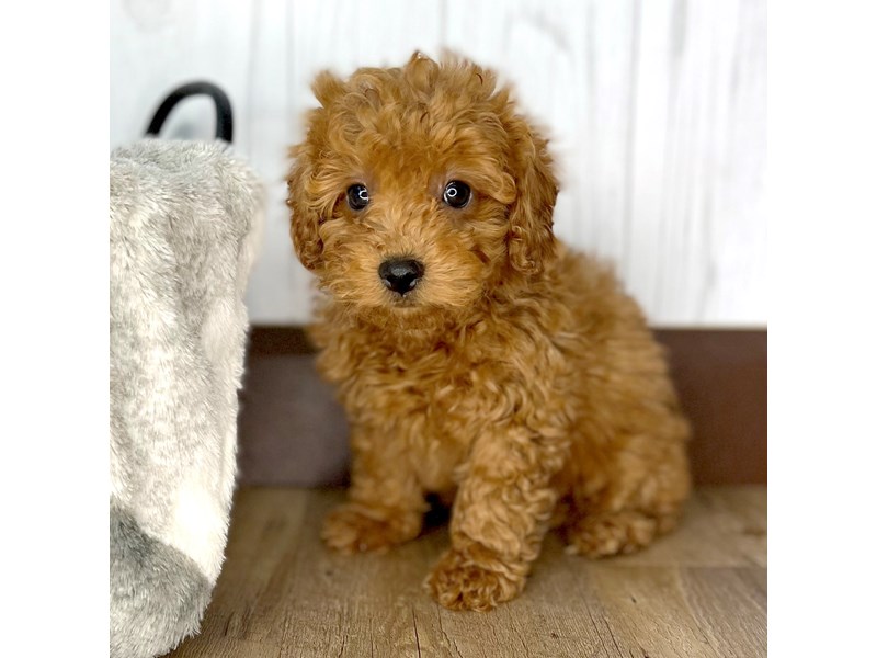 Cavapoo Puppy Apricot ID:1923 Located at Petland Eastgate, Ohio