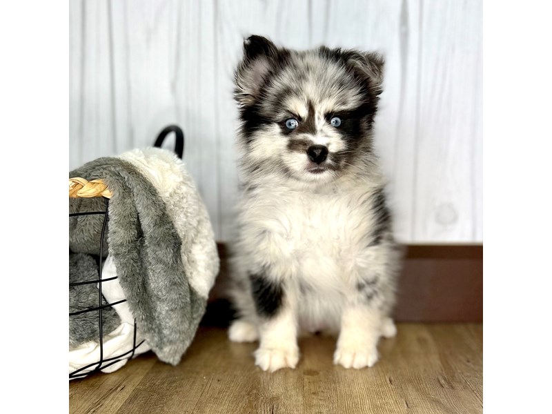 Pomsky Puppy Blue Merle ID:1958 Located at Petland Eastgate, Ohio