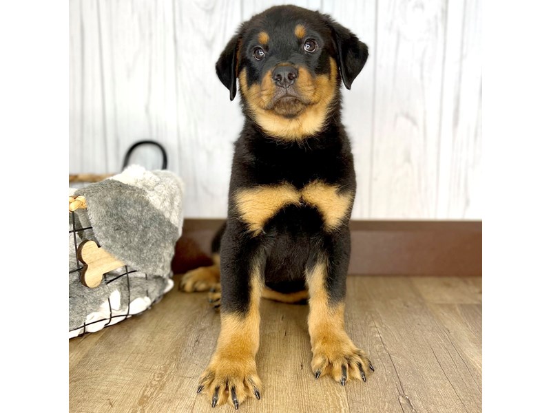 Rottweiler Puppy Black / Rust ID:2009 Located at Petland Eastgate, Ohio