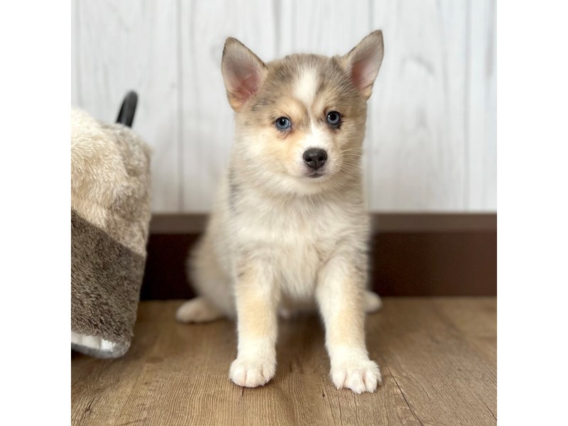 Pomsky Puppy Red Merle ID:2063 Located at Petland Eastgate, Ohio