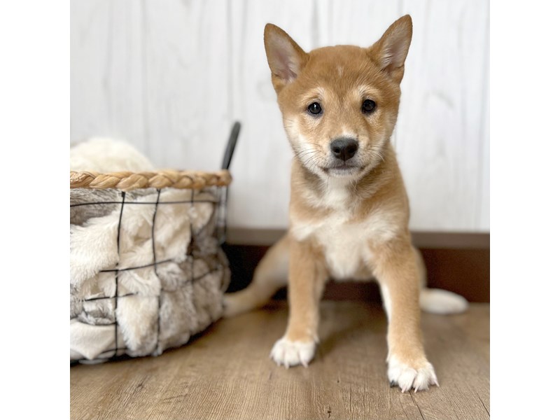 Shiba Inu Puppy Red Sesame ID:2098 Located at Petland Eastgate, Ohio