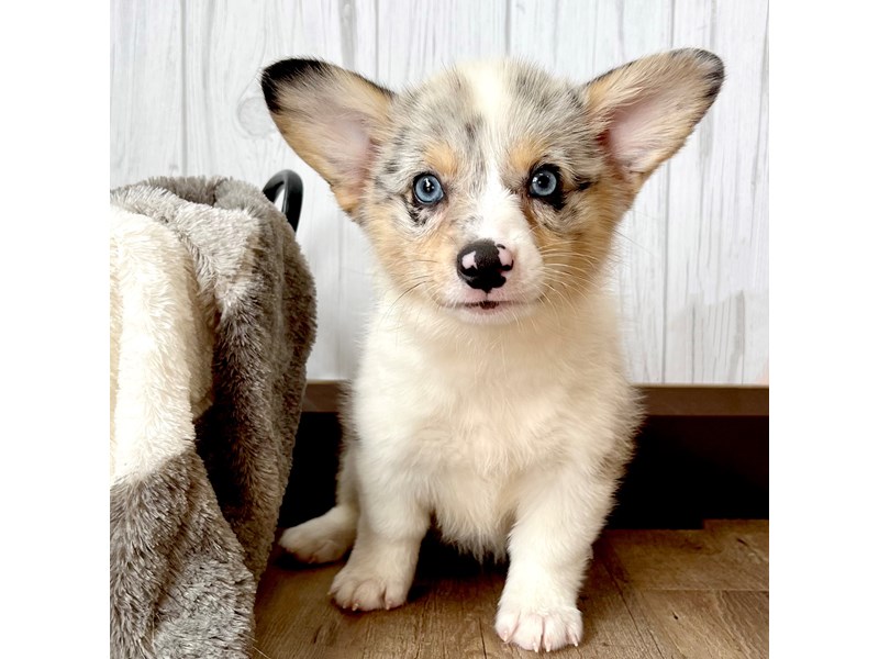 Pembroke Welsh Corgi Puppy Blue Merle / Tan ID:2156 Located at Petland ...