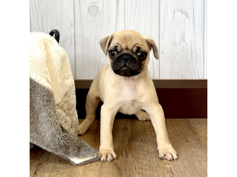 Pug Puppy Fawn ID:2250 Located at Petland Eastgate, Ohio