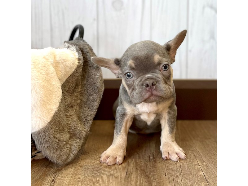 French Bulldog Puppy Lilac / Tan ID:2284 Located at Petland Eastgate, Ohio
