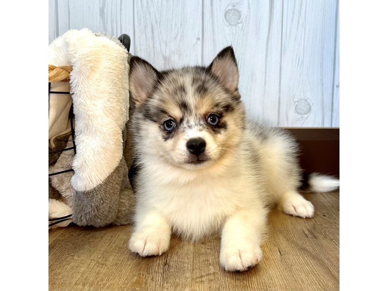 Pomsky Puppy Blue Merle ID:2268 Located at Petland Eastgate, Ohio