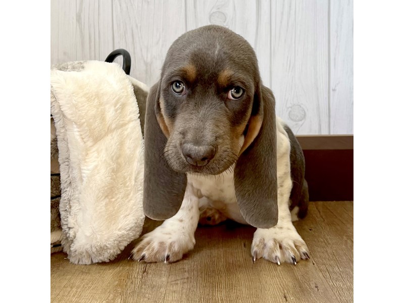 Basset Hound Puppy Blue White / Tan ID:2317 Located at Petland Eastgate ...
