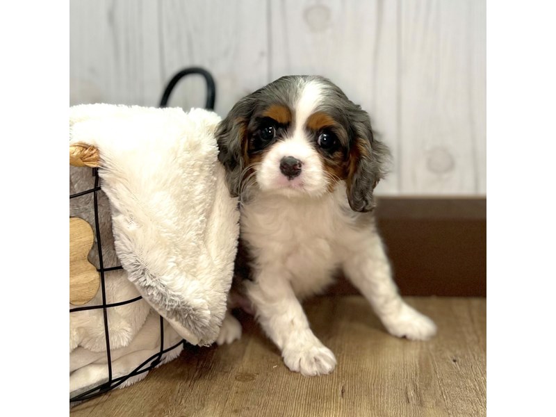 Cavalier King Charles Spaniel Puppy Blue Merle White / Tan ID:2346 ...