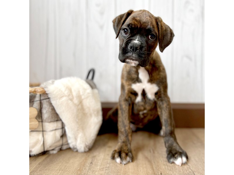 Boxer Puppy Brindle ID:2359 Located at Petland Eastgate, Ohio
