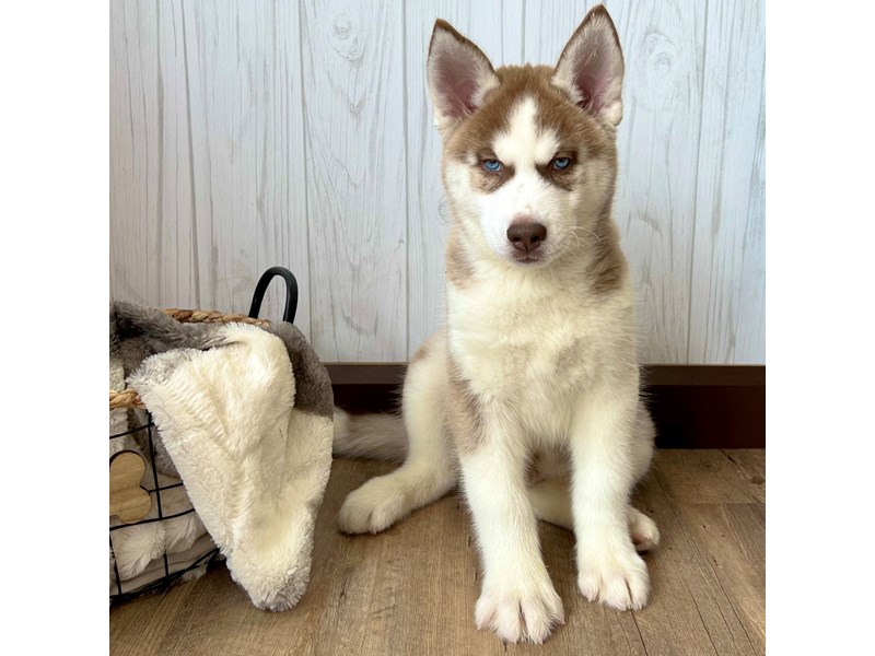 Siberian Husky Puppies - Breed Info - Petland Eastgate, Ohio