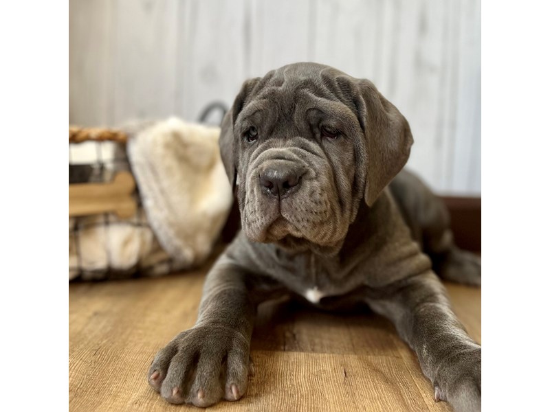 Neapolitan Mastiff Puppy Blue ID:2399 Located at Petland Eastgate, Ohio