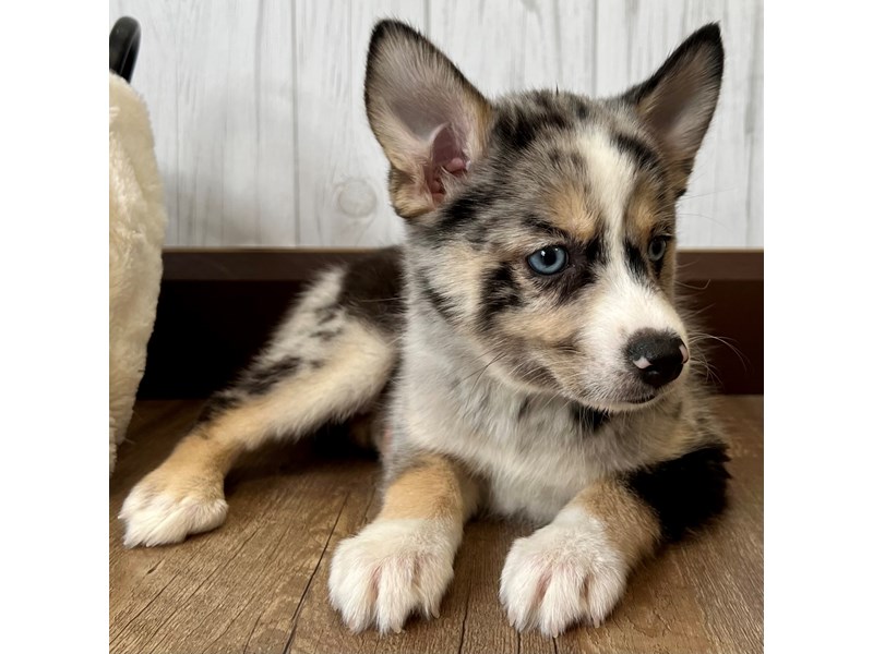 Pomsky Puppy Blue Merle ID:2463 Located at Petland Eastgate, Ohio