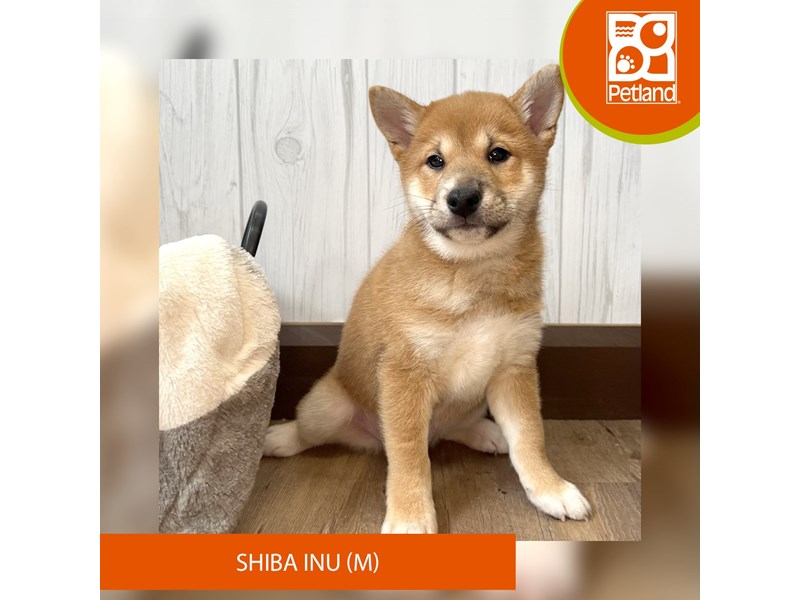 Shiba Inu Puppy Red Sesame ID:2510 Located at Petland Eastgate, Ohio