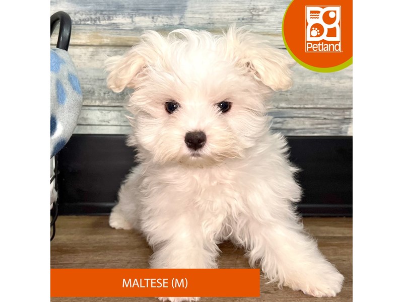 Maltese Puppy White ID:2557 Located at Petland Eastgate, Ohio