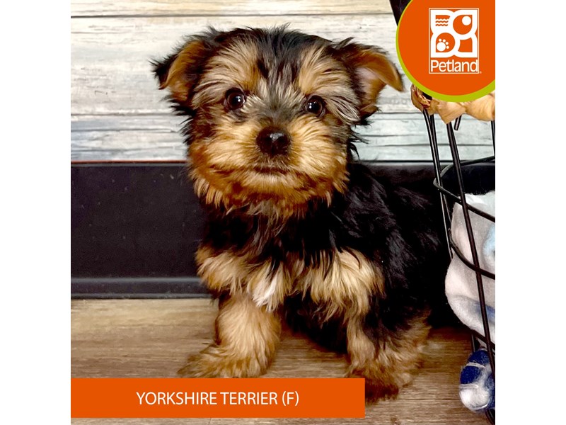 Yorkshire Terrier Puppy Black / Tan ID:2604 Located at Petland Eastgate ...