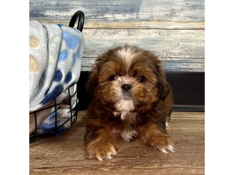 Shih Tzu Puppy Red ID:2613 Located at Petland Eastgate, Ohio