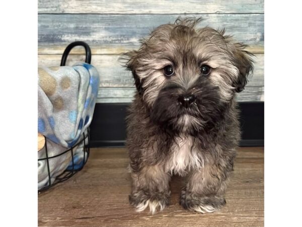Havanese-Dog-Male-Tri-Colored-4071130-Petland Eastgate, Ohio