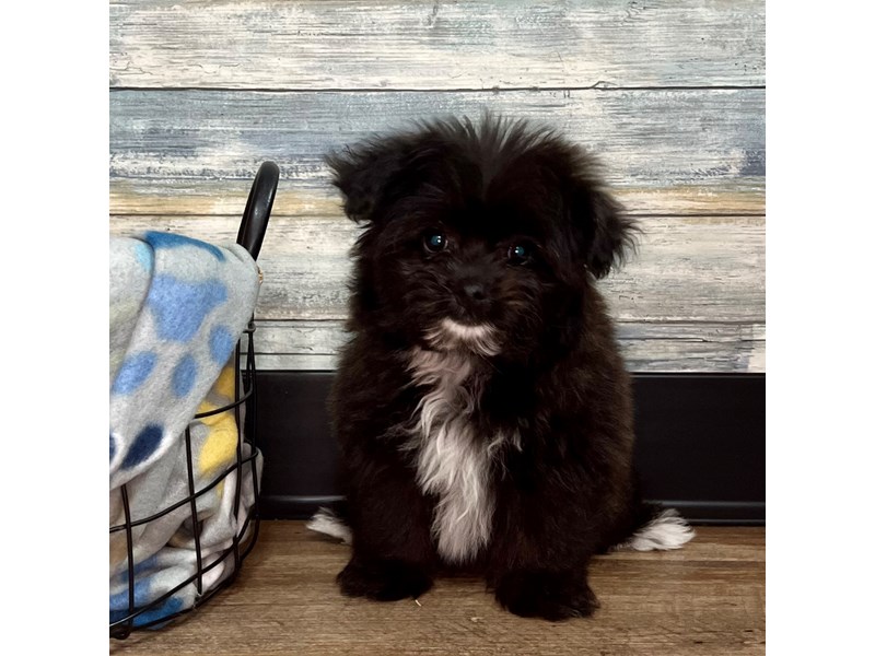 Pomapoo Puppies - Breed Info - Petland Eastgate, Ohio