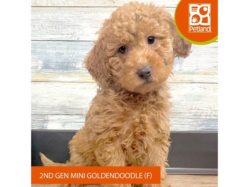 Goldendoodle Mini 2nd Gen Small Animal Red ID:2799 Located at Petland ...