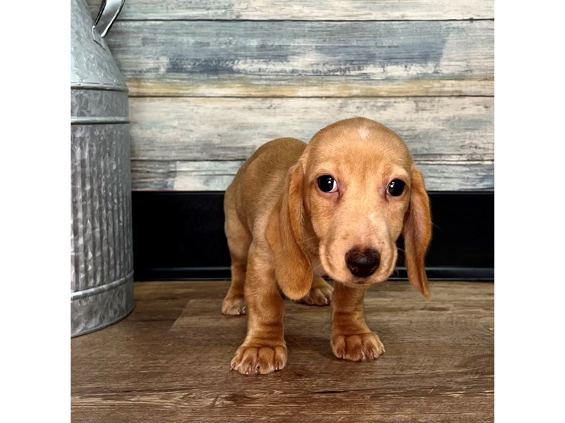 Dachshund-Dog-Female-Red Sable-4073256-Petland Eastgate, Ohio