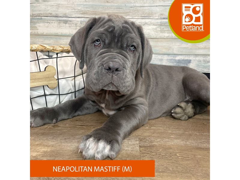 Neapolitan Mastiff Small Animal Blue ID:3128 Located at Petland ...