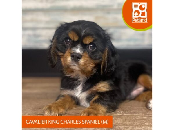 Cavalier King Charles Spaniel-DOG-Male-Blue Merle White / Tan-3867178 ...