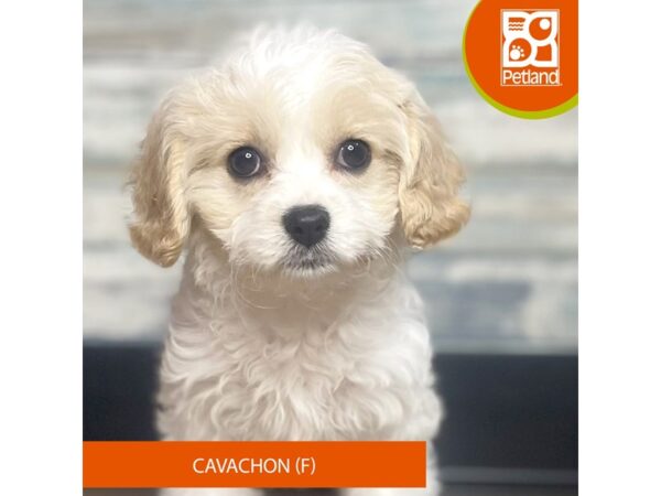 Cavachon-DOG-Male-Tri-Colored-3990541-Petland Eastgate, Ohio